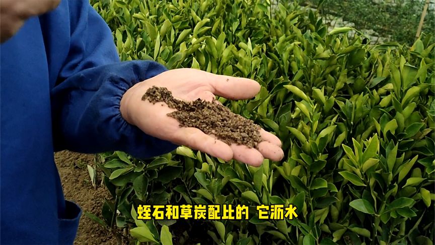 苗木一次采购太多种不完,怎么合理储存?老杨讲解三种储藏方法!