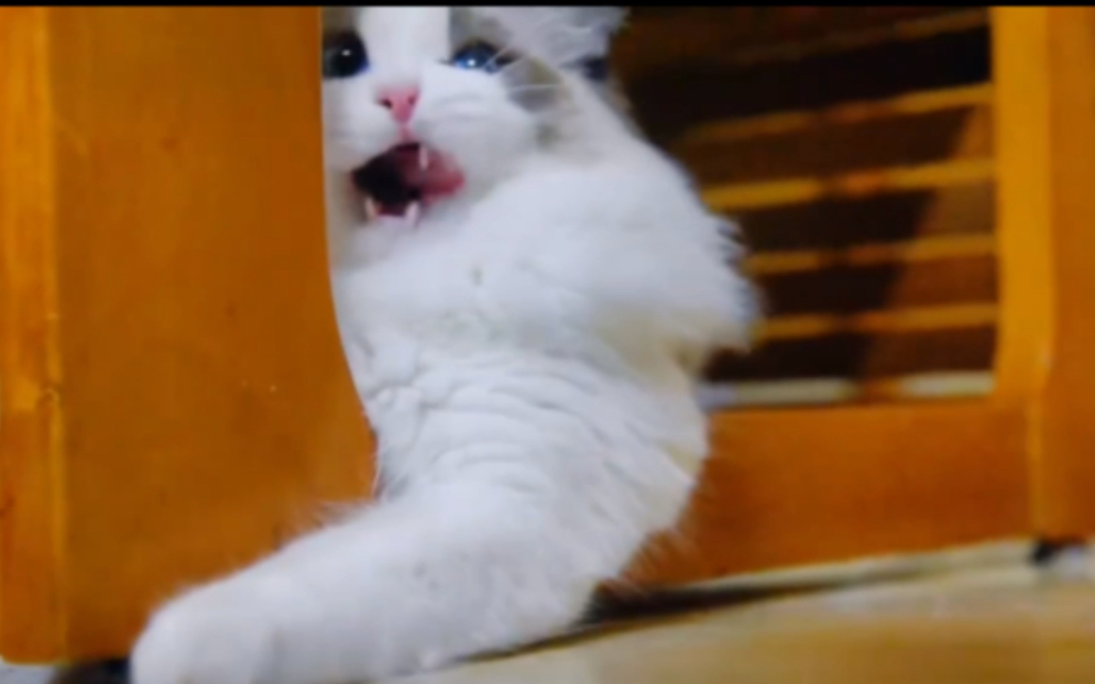 20秒带你了解布偶猫的所有品种