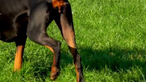 蚌埠几名男子放烈性犬撕咬小猫,警方介入