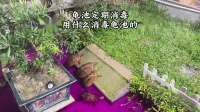 金钱龟池用什么消毒的呢?你知道视频里紫色的是什么吗?