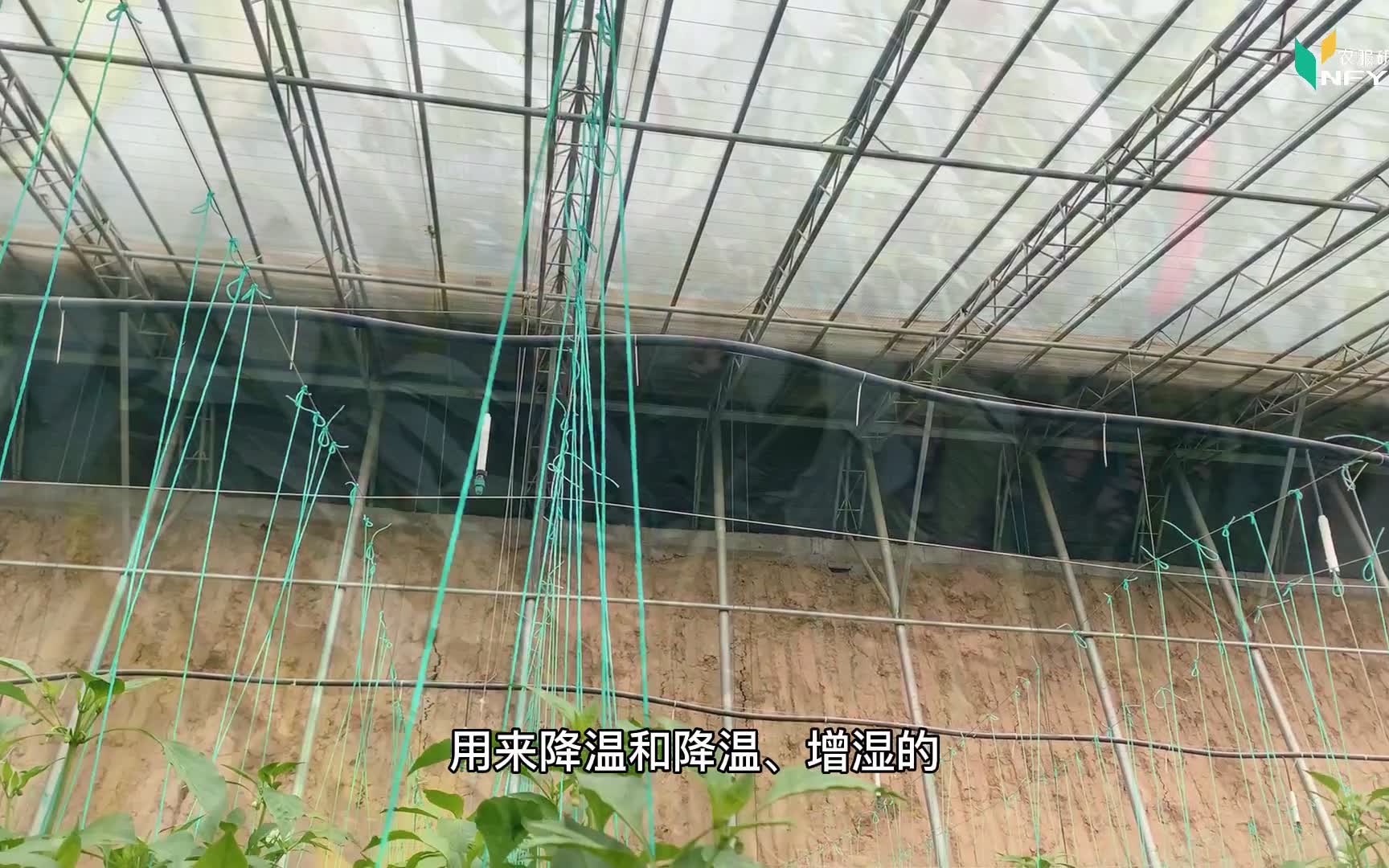 辣椒种到1米8,每亩年收益达12万!这就是全国最高标准的蔬菜大棚