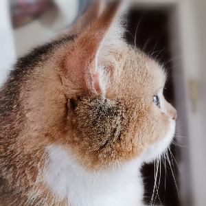老大你猫呢 