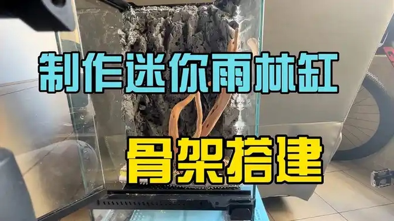 零基础制作迷你雨林缸,用捡来的树枝和石头搭建雨林缸的骨架