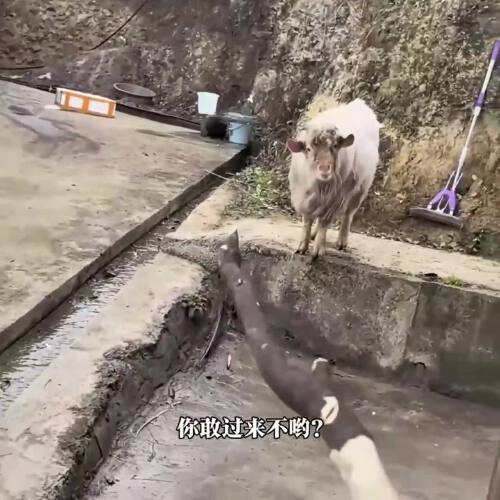 羊:今天你敢打死我,我明天就敢香死你