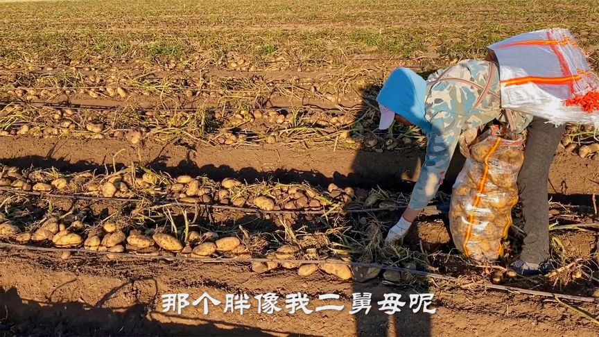 内蒙土豆产量真叫好,1亩最少产4吨,四嫂看了心痒想来捡土豆