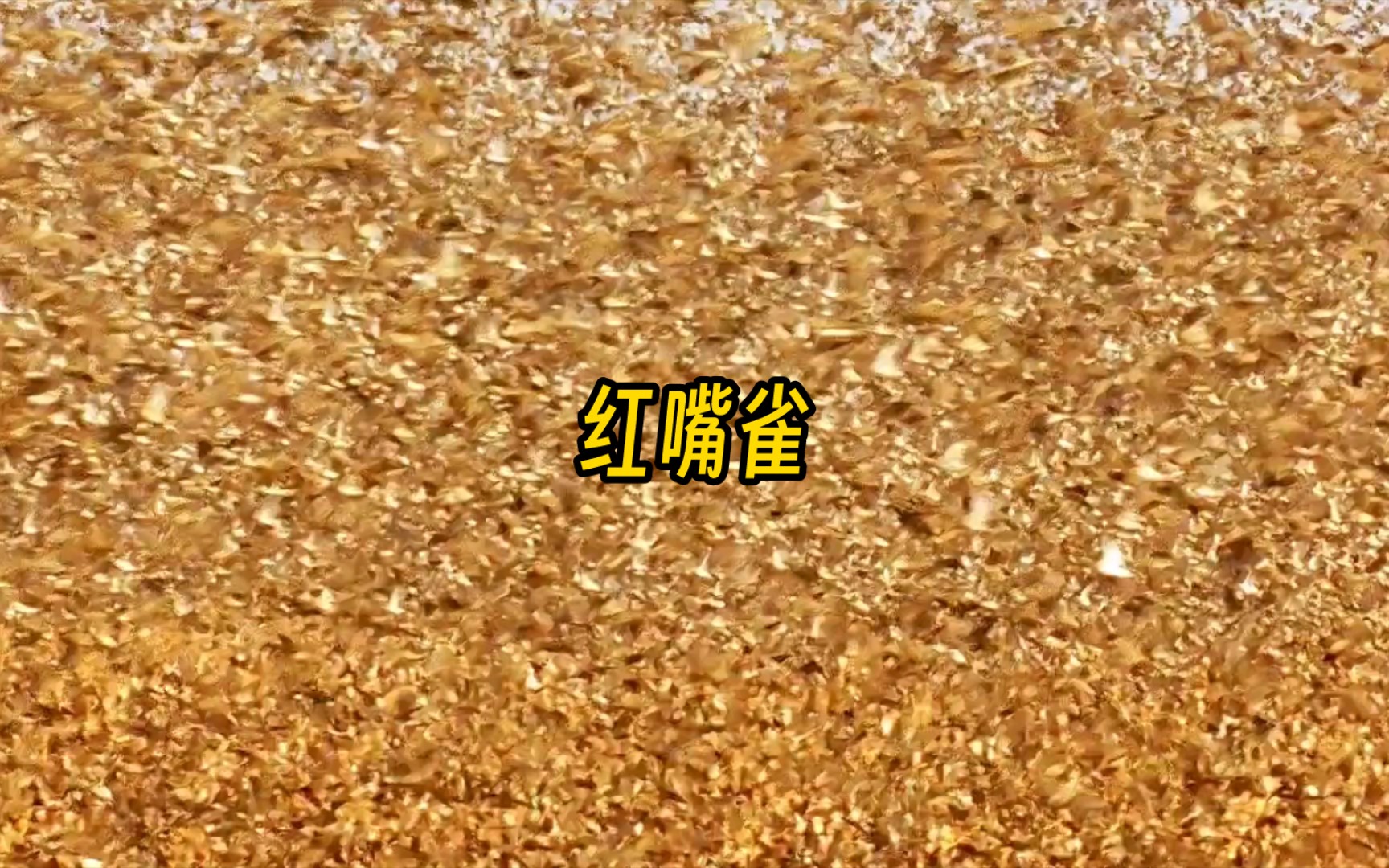 探秘世界上数量最多的鸟类!