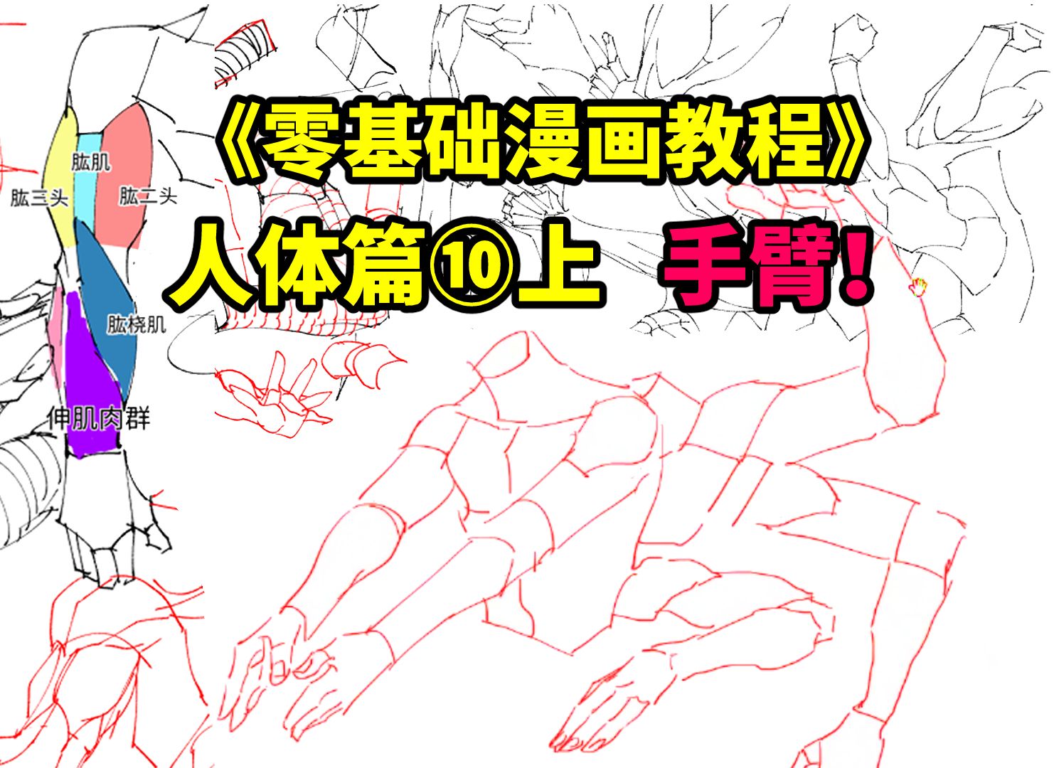 【邪道漫画教程——人体篇⑩上】手臂肌肉绘制、手臂简化结构,比例,...