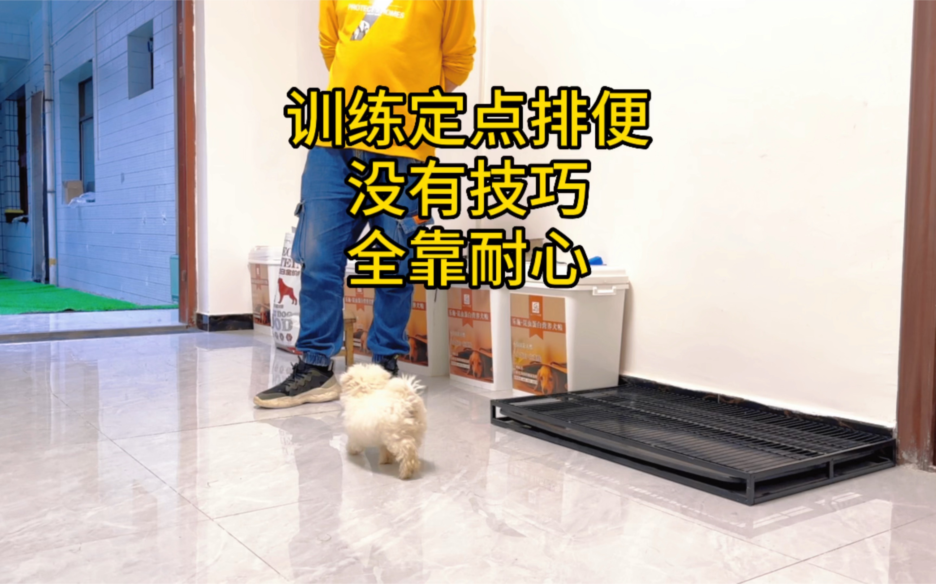 训练狗狗定点排便,没有什么技巧,只需要耐心