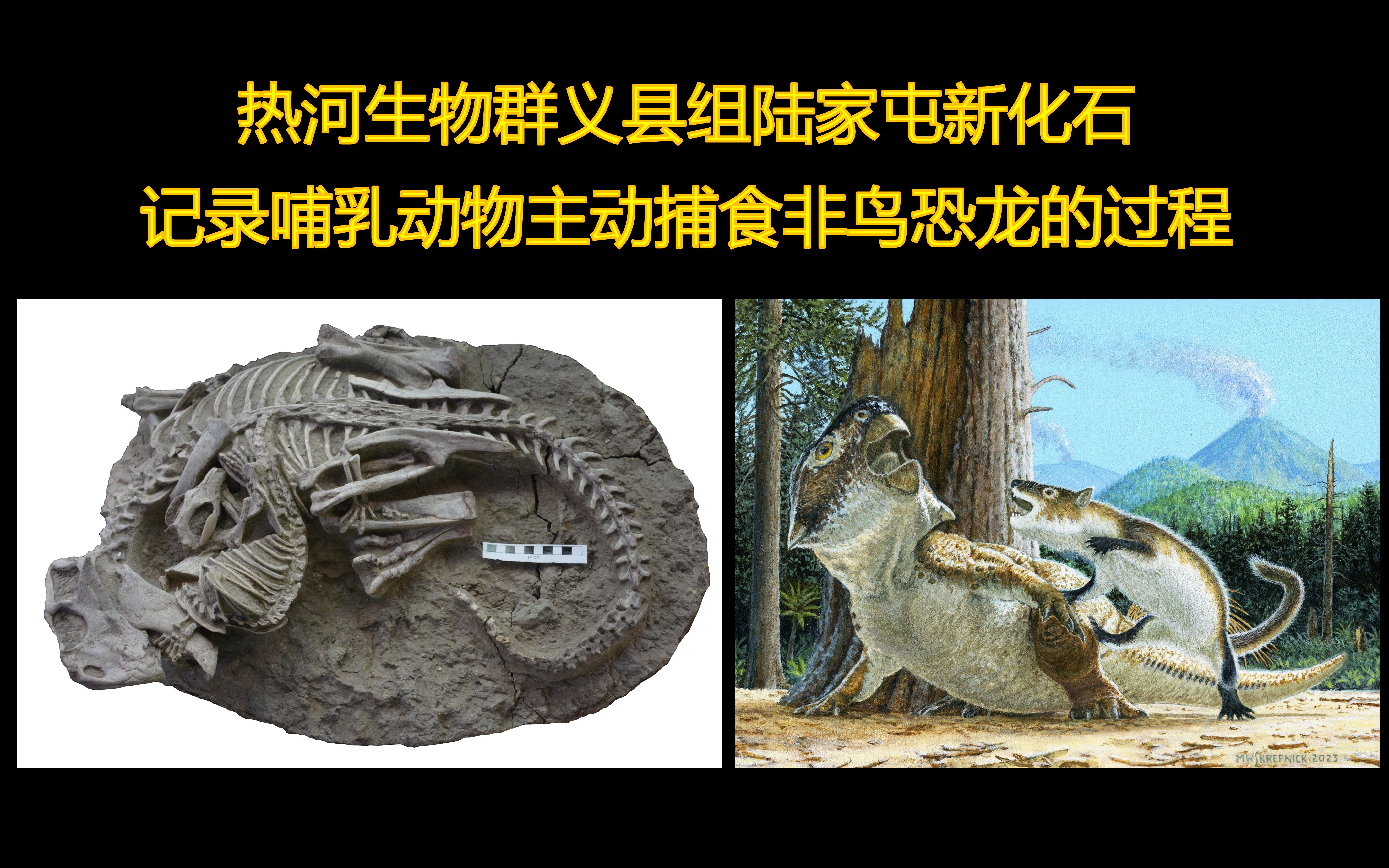 【热河生物群新发现】爬兽-鹦鹉嘴龙缠斗化石揭示中生代哺乳动物对...
