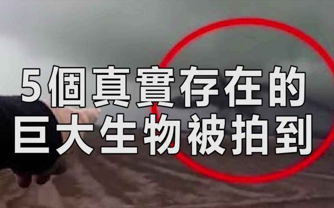 5個被拍到的巨大生物