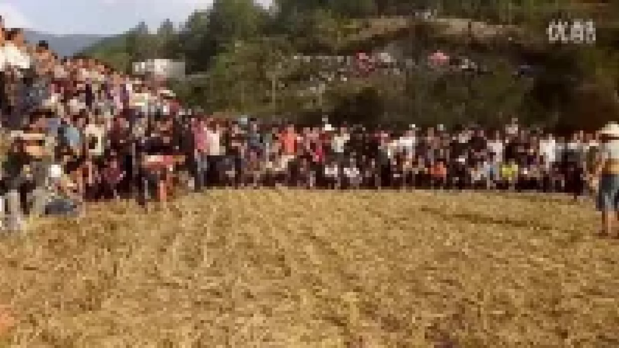 斗狗咬死视频 狗打架狗咬狗