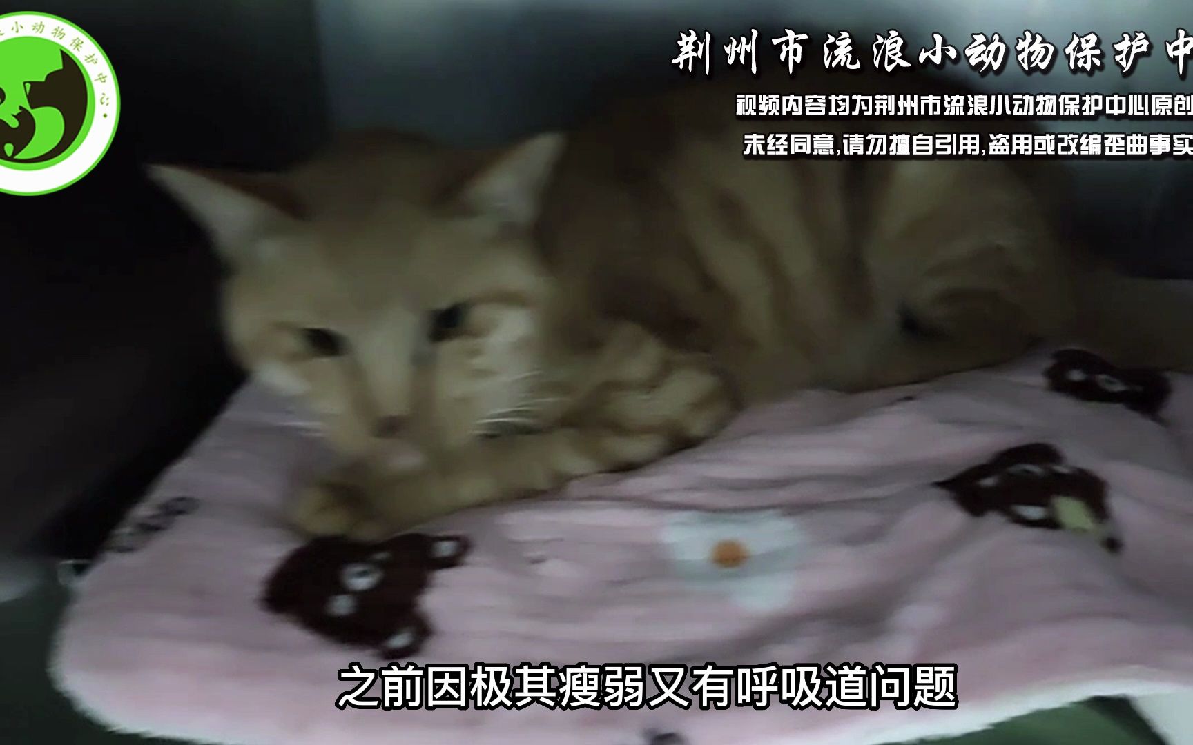 救助的毛孩子住院率高居不下/基地辛劳管理员付出不计代价