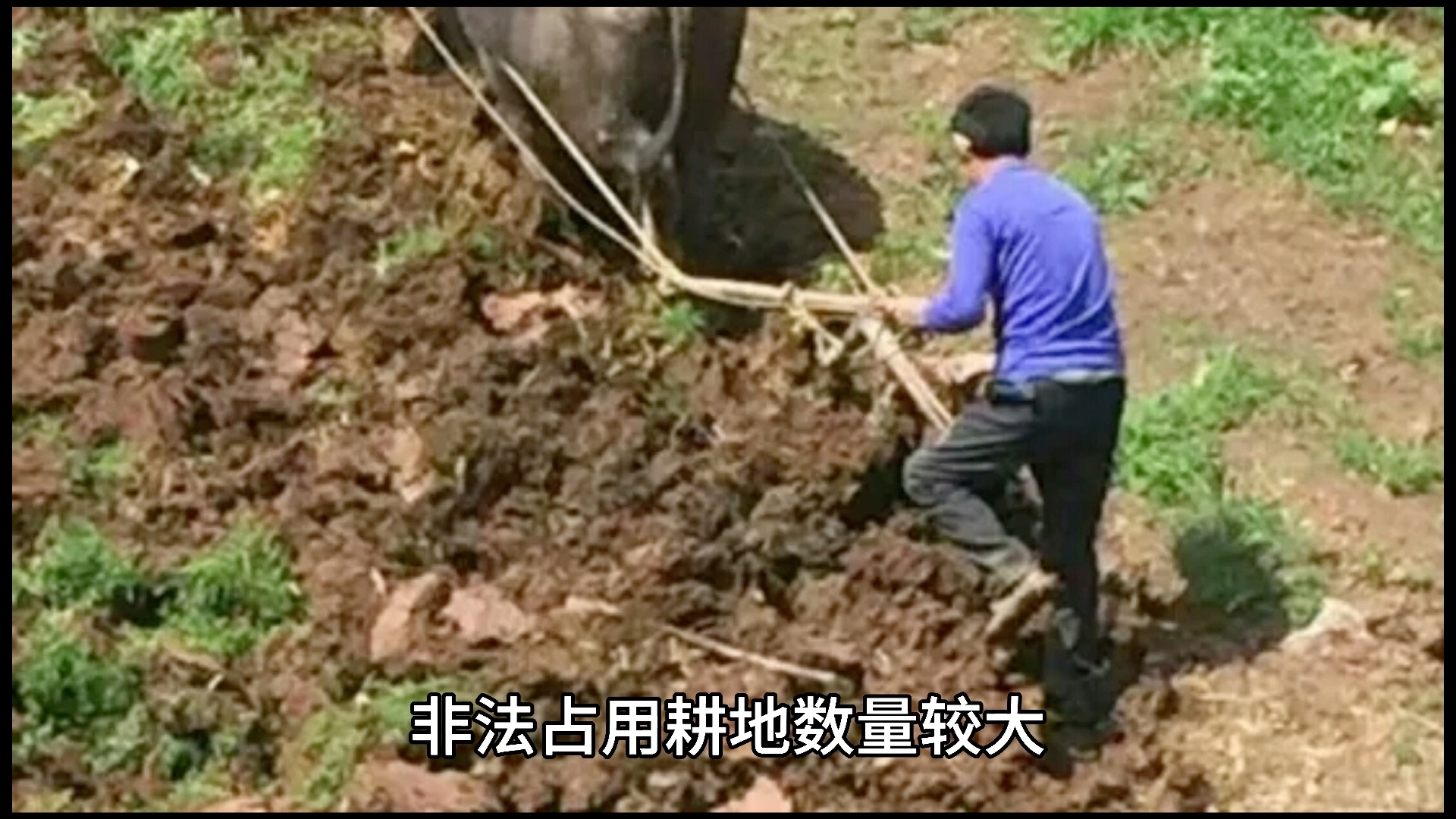 刑事案例 检例第60号 非法占用耕地案