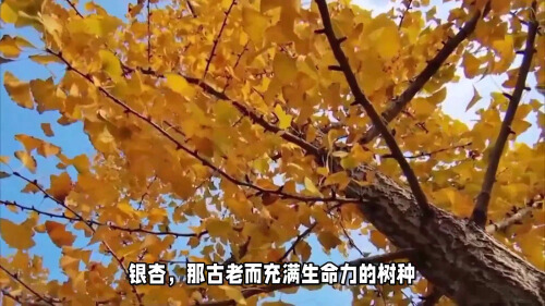 银杏:继承稀有树种树形高大挺拔美丽。叶片呈扇秋变黄很高观赏性