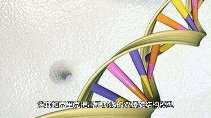 DNA双螺旋结构的发现:科学史上的一次伟大突破