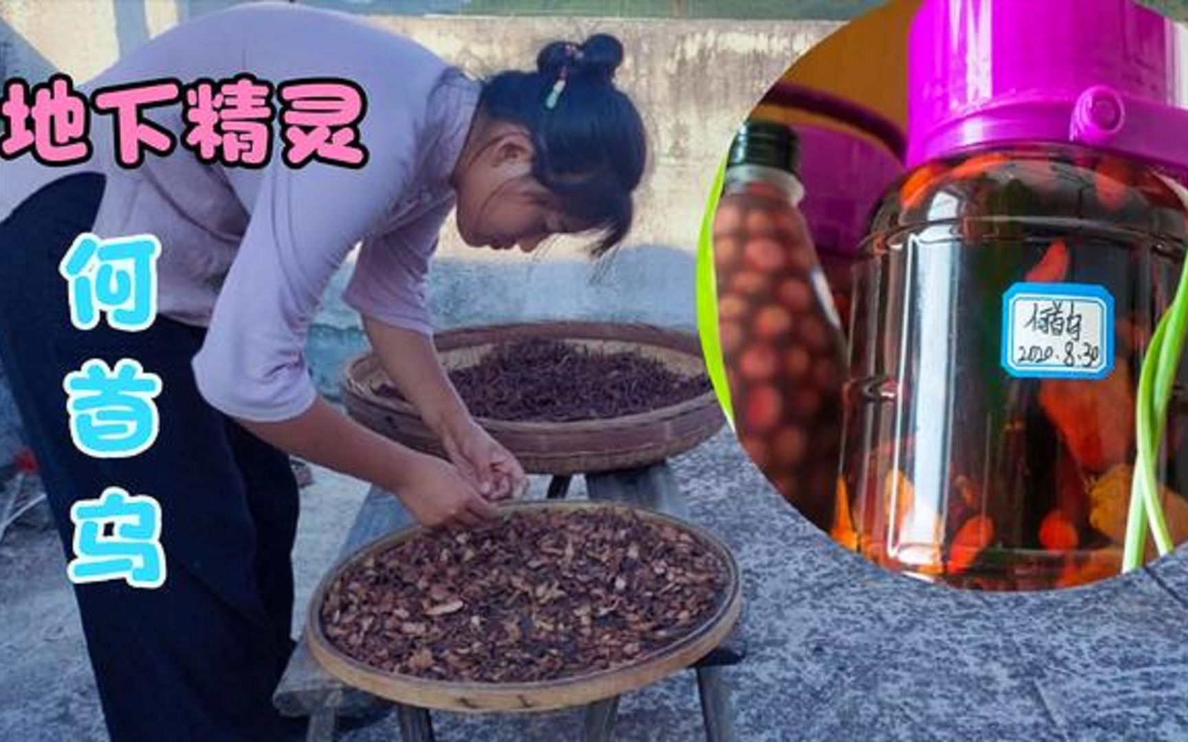 何首乌又名地精,也被称为九大仙草之一,姑娘三天挖了几十斤!