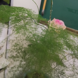 古月金凤老师 