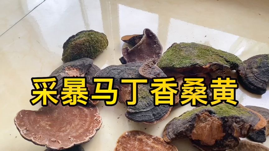 老刘上山采药,偶遇“暴马丁香桑黄”,它药用价值你知道吗