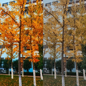 梦马Y 
