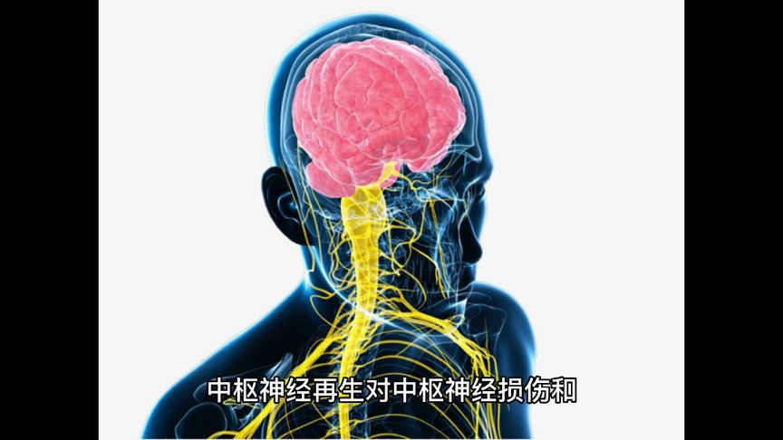 中枢神经损伤修复