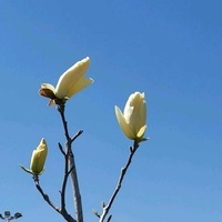 晨星听ta歌