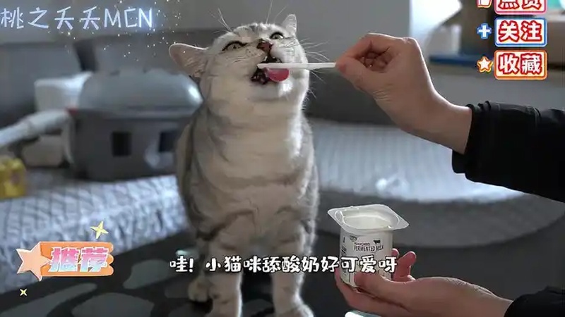 迷你世界:臭表哥真过分,把我的酸奶喂给小猫咪吃,我要教训你