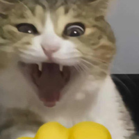 小猫老me