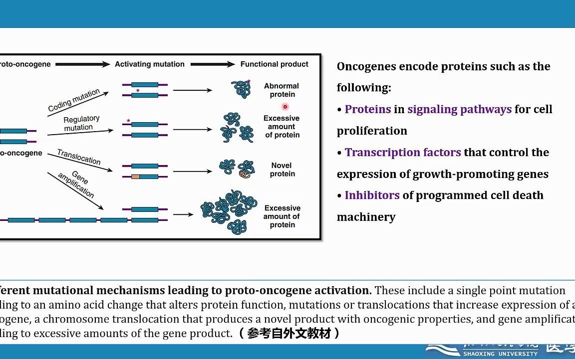 肿瘤与遗传02 肿瘤的遗传学基础(原癌基因和抑癌基因)
