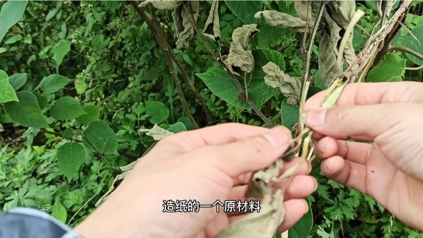 农村植物百科:构树也称褚桃,树叶果实,树皮,枝干都有大用处