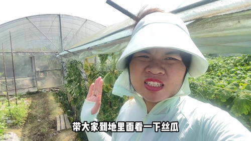 丝瓜想要长势好结的多,生长期需做好三点,后期丝瓜压满枝