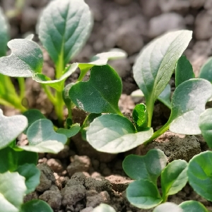 公众号-布兰缠论财经 