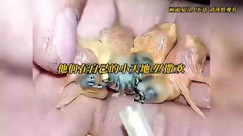 精彩的动物世界:希望你们快快长大!场面值得一看哦