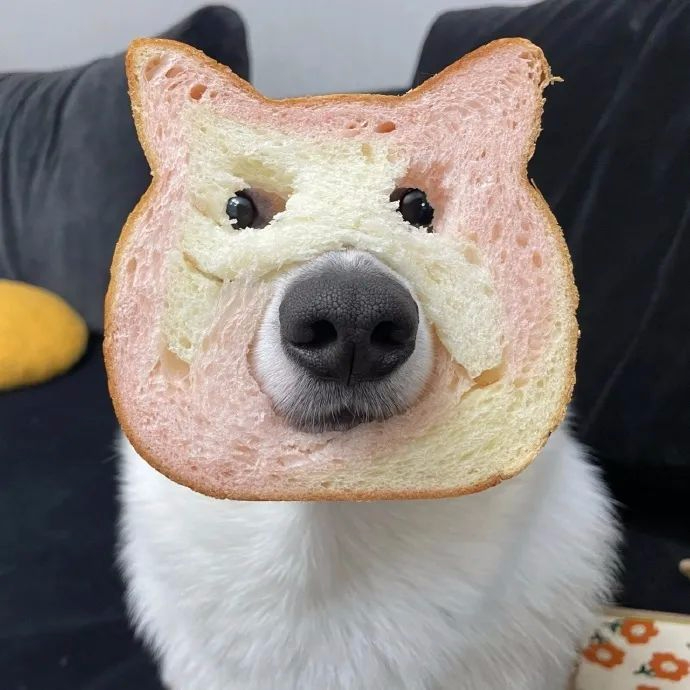 小尘学编程 