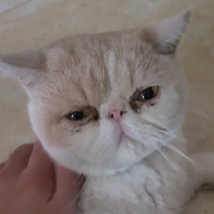 老丑皮特 