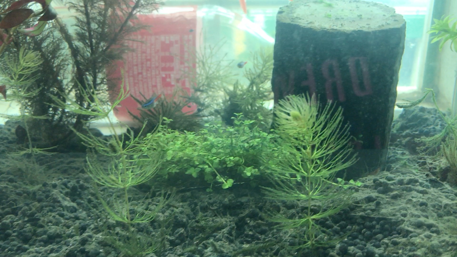 超白鱼缸和普通鱼缸的对比