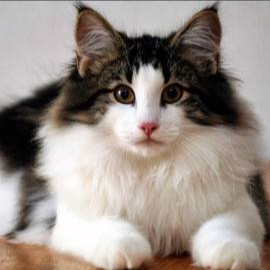会说话的猫TalkCat 
