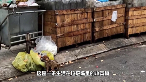 生活在垃圾场里的小笨狗