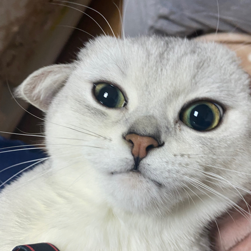 生蛋的狐狸 