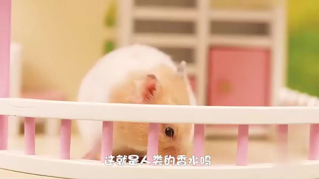 仓鼠与主人相互羡慕对方的身体条件,其实就是一个贪吃,一个懒惰