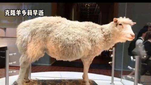克隆羊多莉的一生,从诞生到死亡有多悲惨?