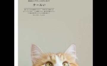 日系猫咪宠物摄影相册画册日文字体排版素材PSD模板