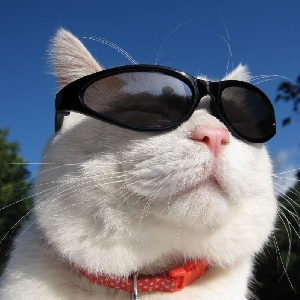 嘉乡老猫 