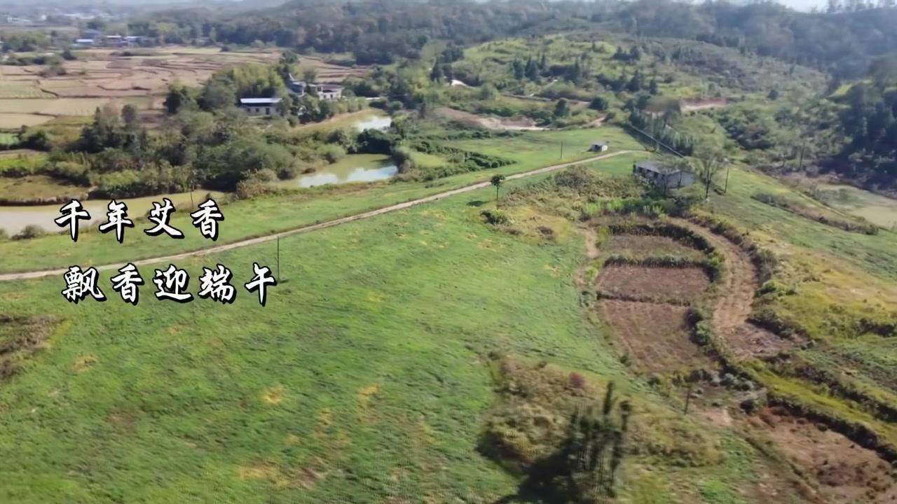 ...湖北崇阳艾草产业迎来销售旺季。传统习俗与现代养生需求的双重...