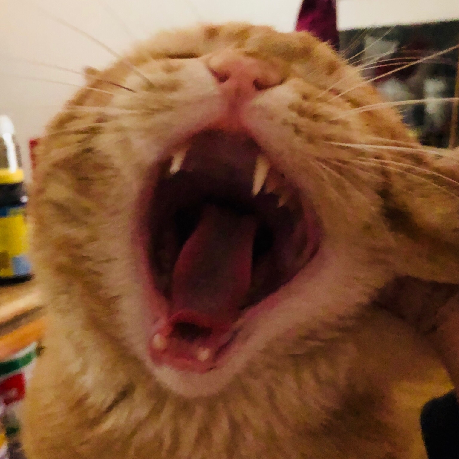 jokervino 