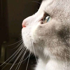 飞狼麦克格雷高尔 