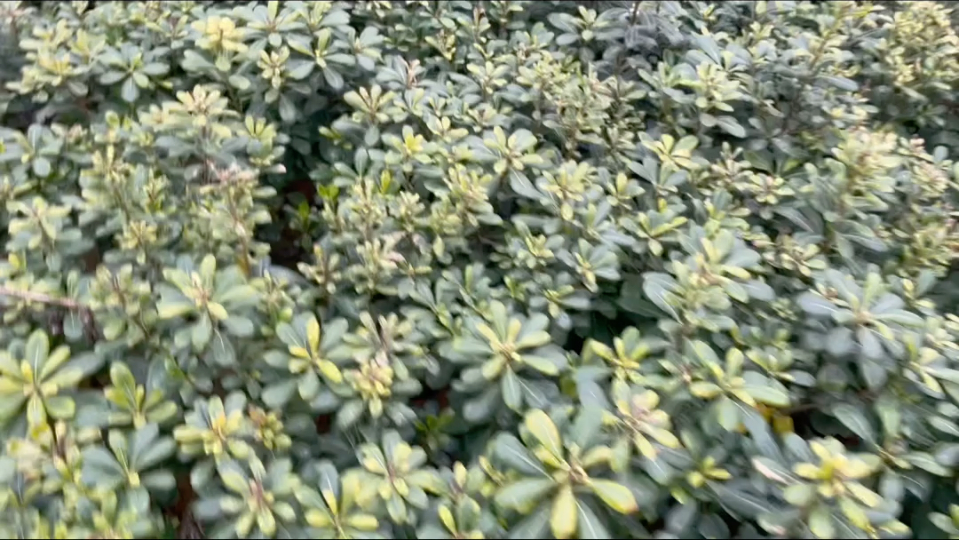 洛阳大叶黄杨种植基地 海桐大杯苗 海桐小毛球 原产地直供 货源充足