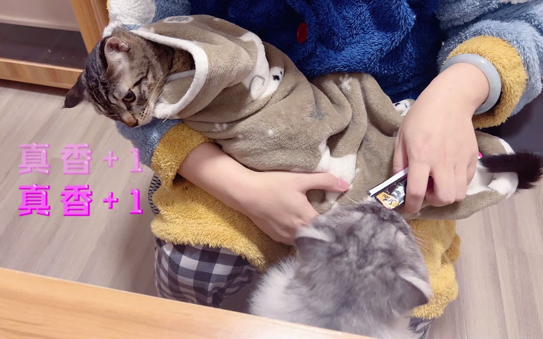 知识分享:如何给不听话的小猫咪洗耳朵?