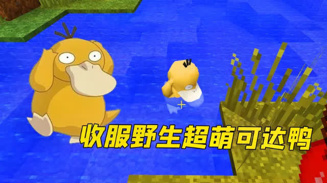 我的世界:开始抓捕野生宝可梦,主角团可达鸭出现!