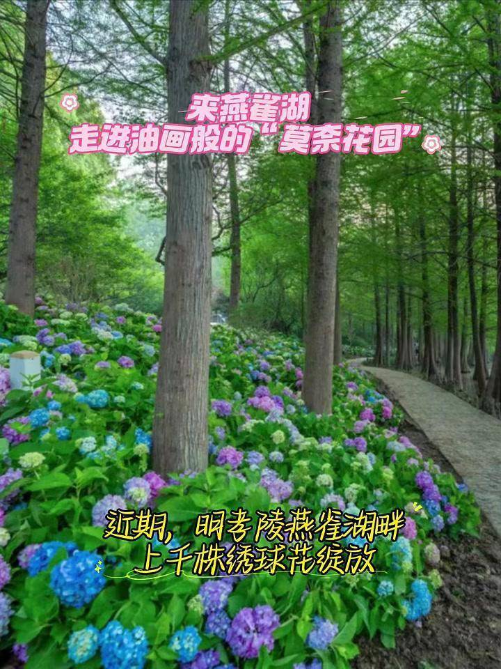 ...园内特别模拟画家莫奈画作色彩构成,将不同色阶绣球花混植,打造出“...