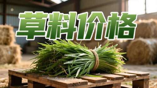 草料价格暴涨!养殖户如何应对成本危机?